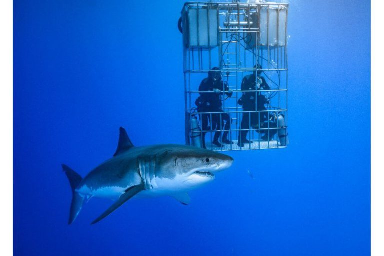 Shark Cage Diving – Locations & The Basics | Diver Below